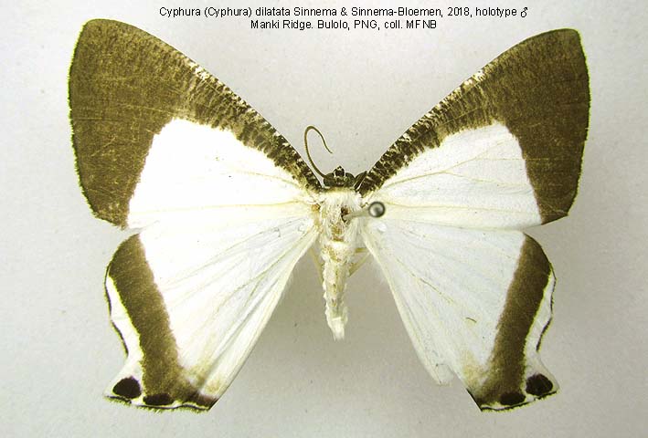 Papua Insects Foundation (Lepidoptera/Uraniidae)